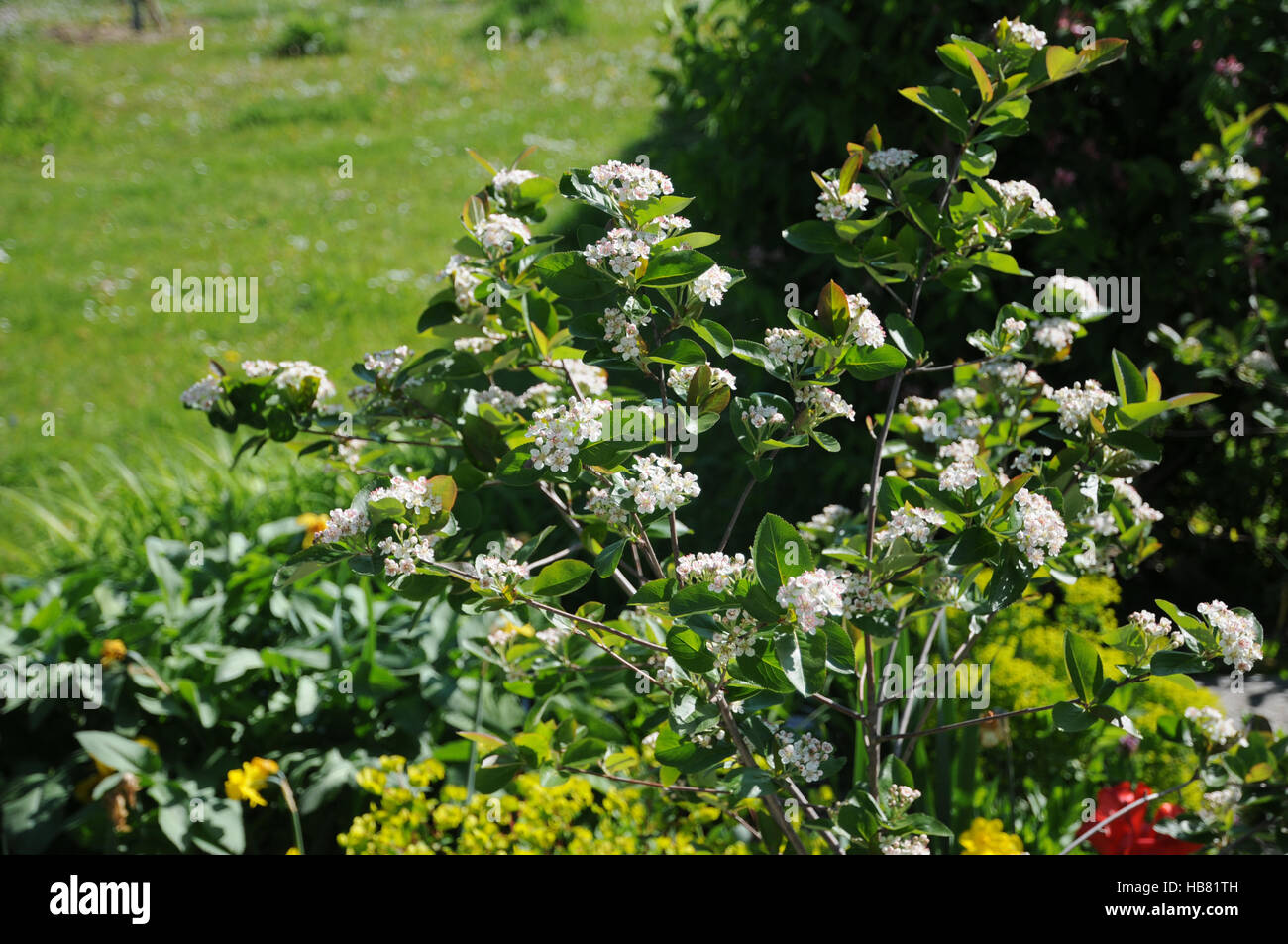 Aronia melanocarpa, Aronie Stock Photo - Alamy