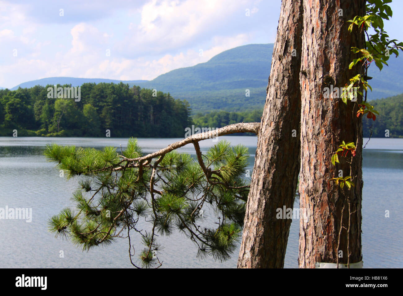 Summer landscape of a mountain lake and pine trees, Catskills, NY Stock ...