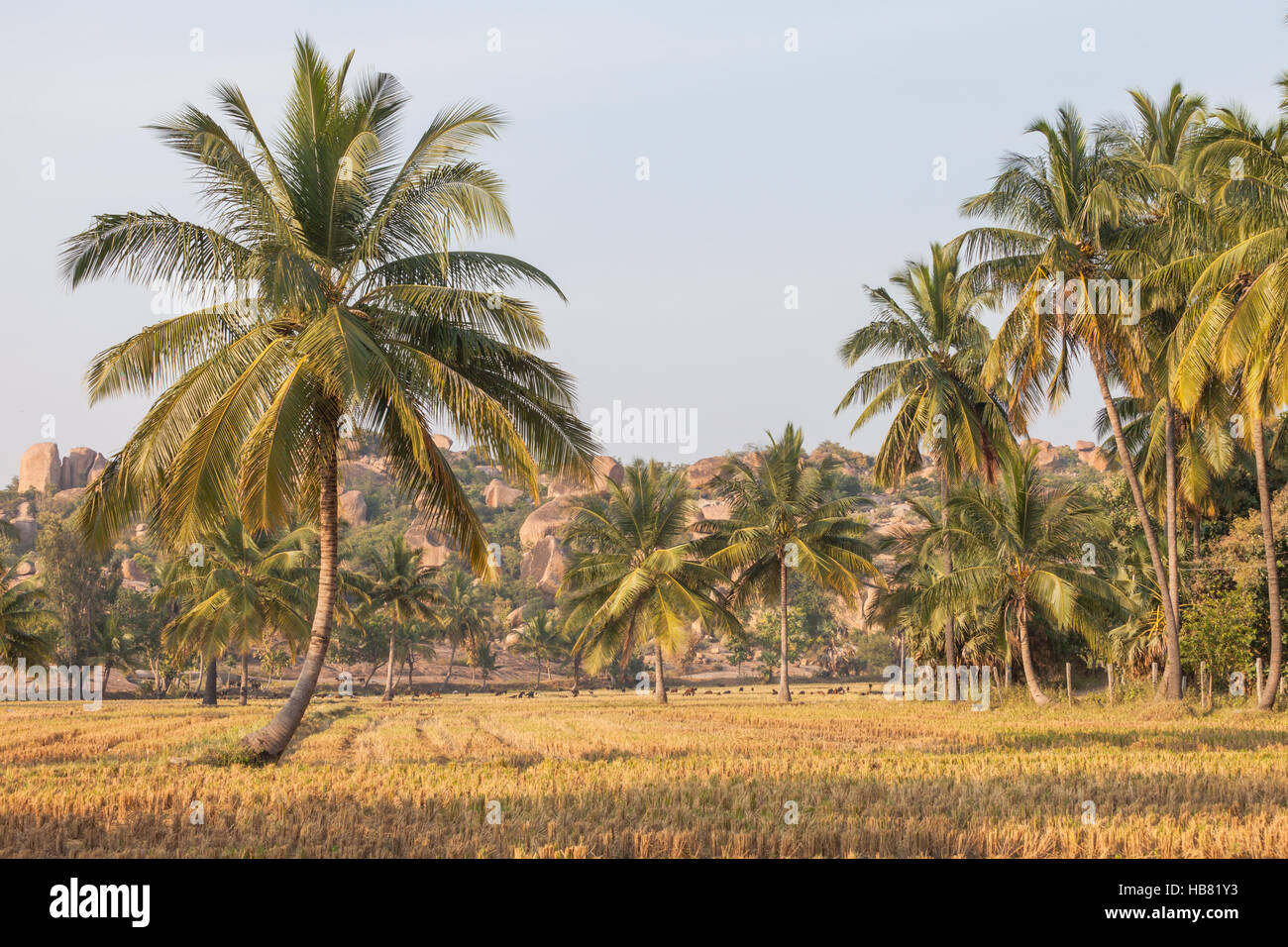 Indian palm trees hi-res stock photography and images - Alamy
