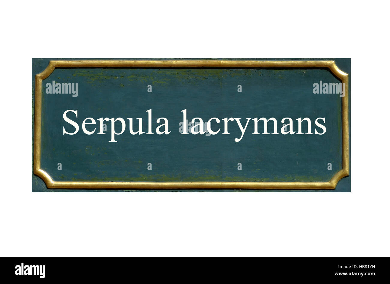 Serpula lacrymans hi-res stock photography and images - Alamy