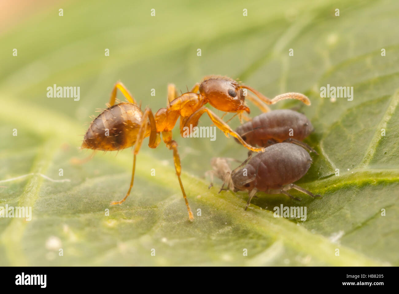 Aphidinae hi-res stock photography and images - Alamy