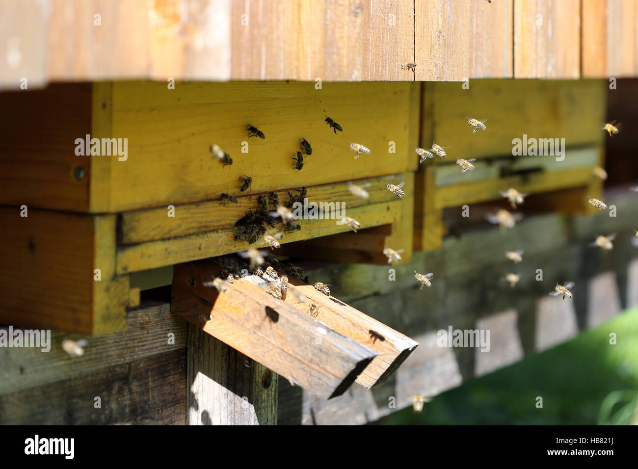 Teamwork of bees hi-res stock photography and images - Alamy