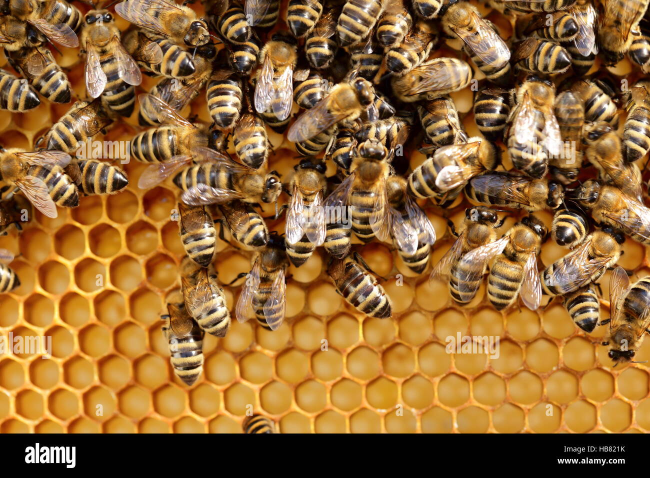 many honey bees are working Stock Photo - Alamy