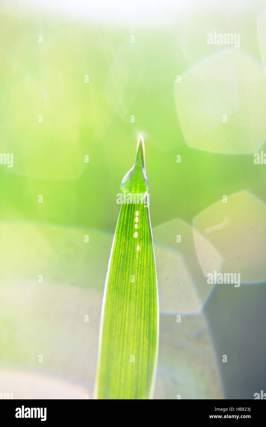 A blade of grass Stock Photo - Alamy