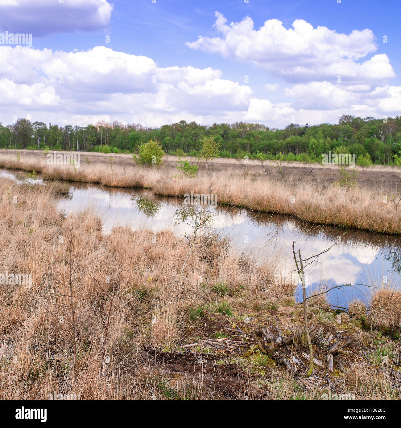 Heidekraut moor hi-res stock photography and images - Alamy