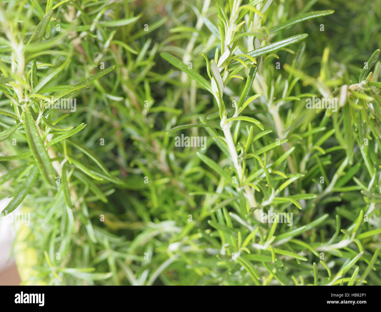 Green Rosemary plant Stock Photo - Alamy