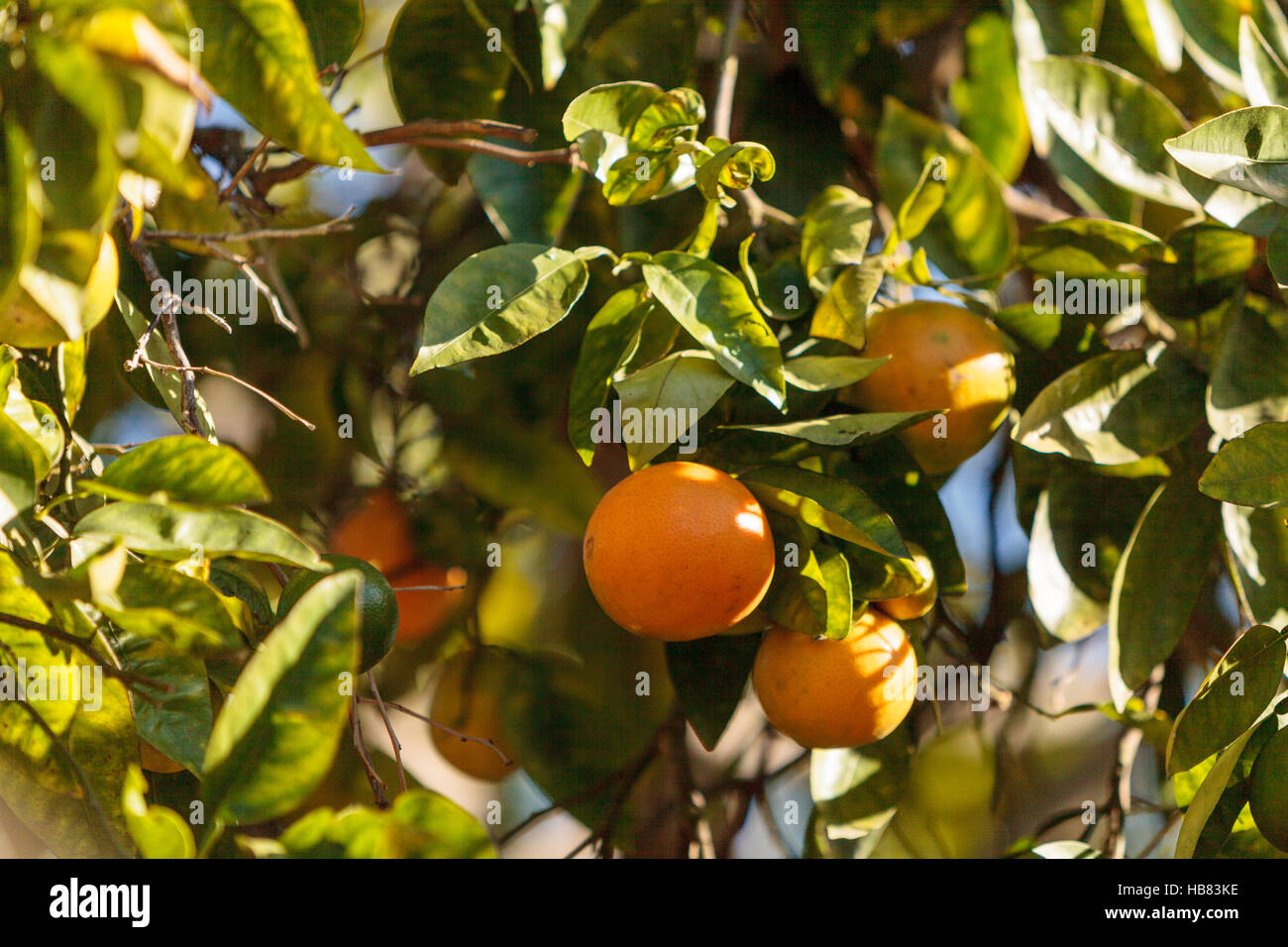 Oranges hanging from a tree hi-res stock photography and images - Alamy