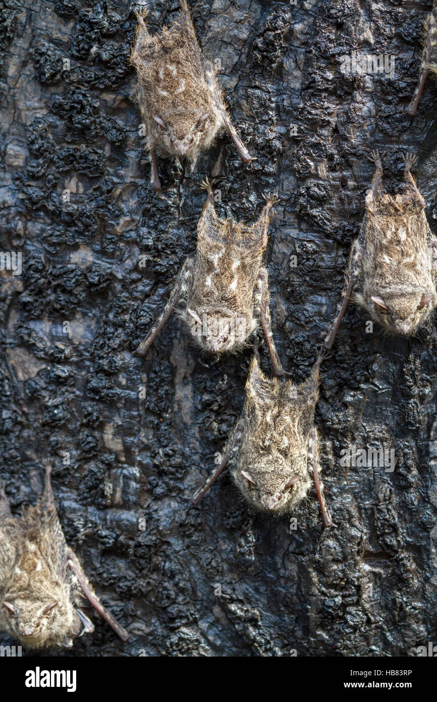 Small Colony of Proboscis Bats (Rhynchonycteris naso) are sitting on ...