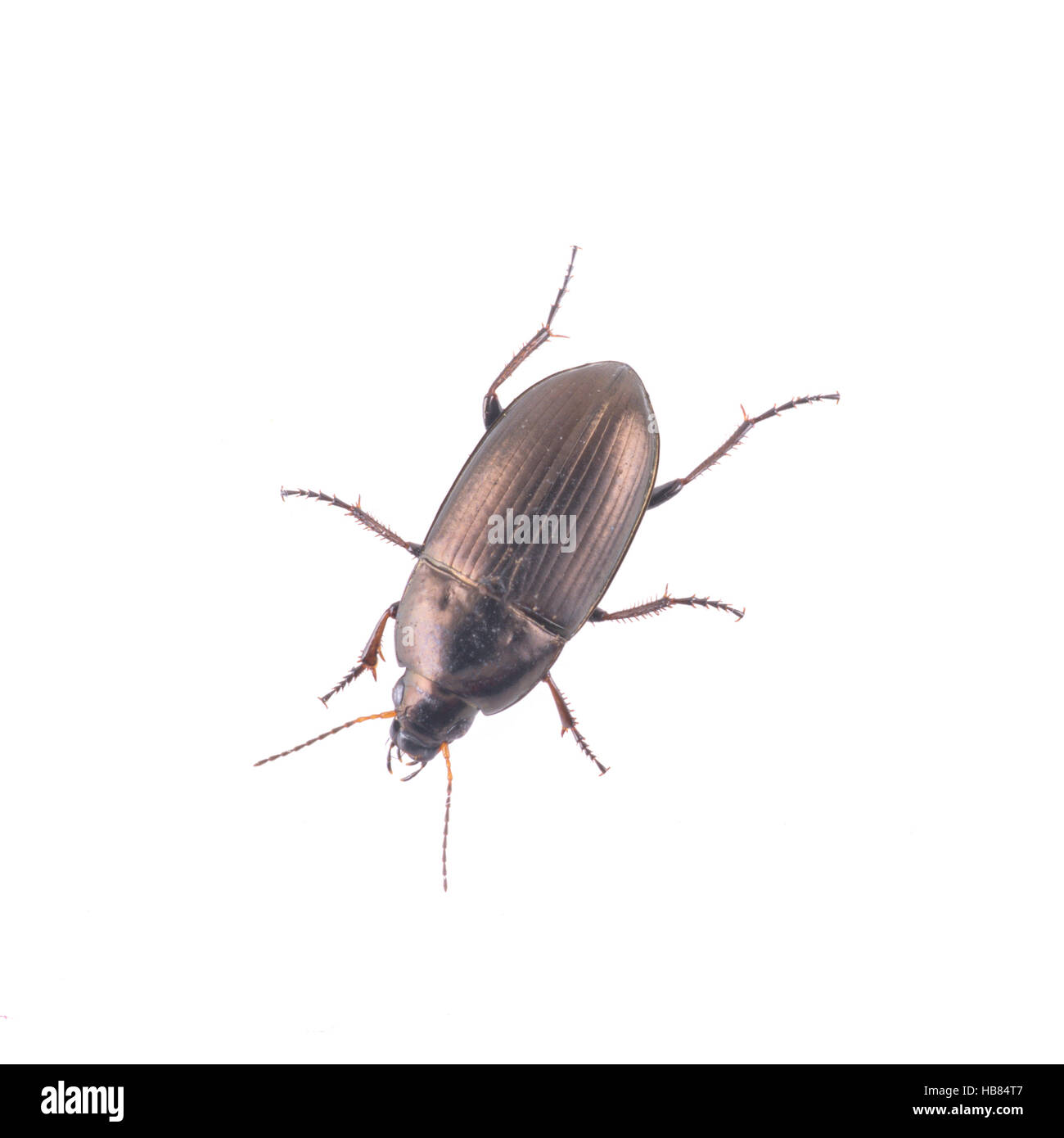 Brown bug on a white background Stock Photo - Alamy