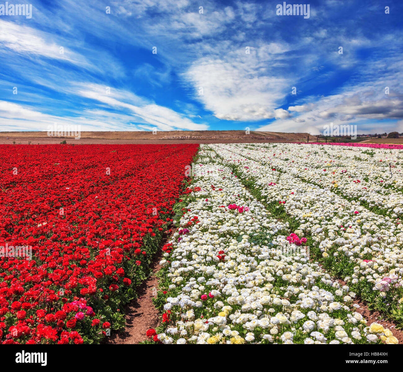 The field with ranunculus Stock Photo - Alamy