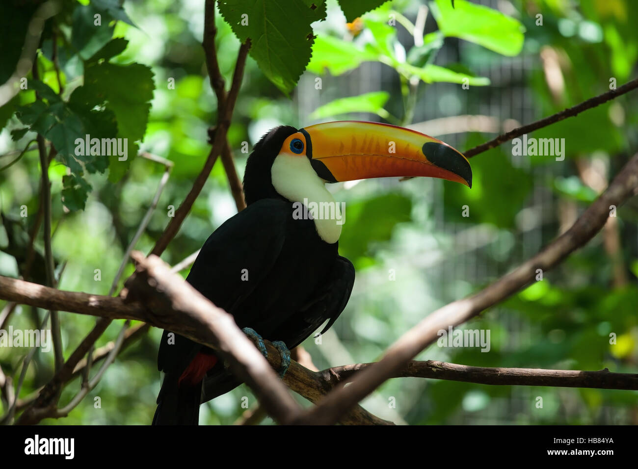 Toucan eye hi-res stock photography and images - Alamy