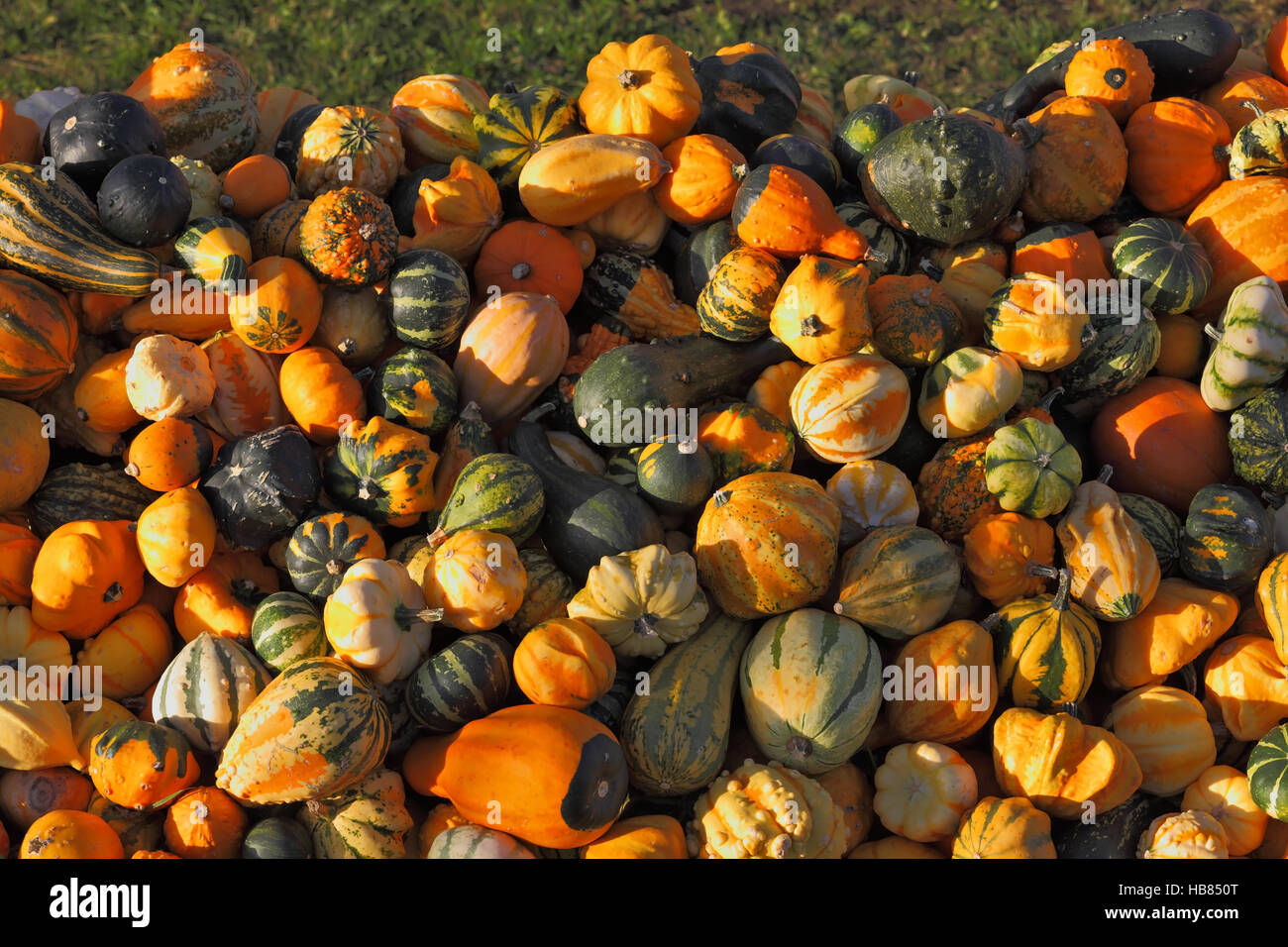 Mature green striped orange hi-res stock photography and images - Alamy