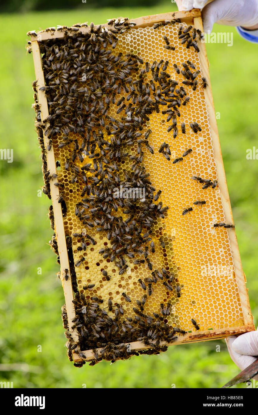 Honeycomb frame with bees Stock Photo - Alamy