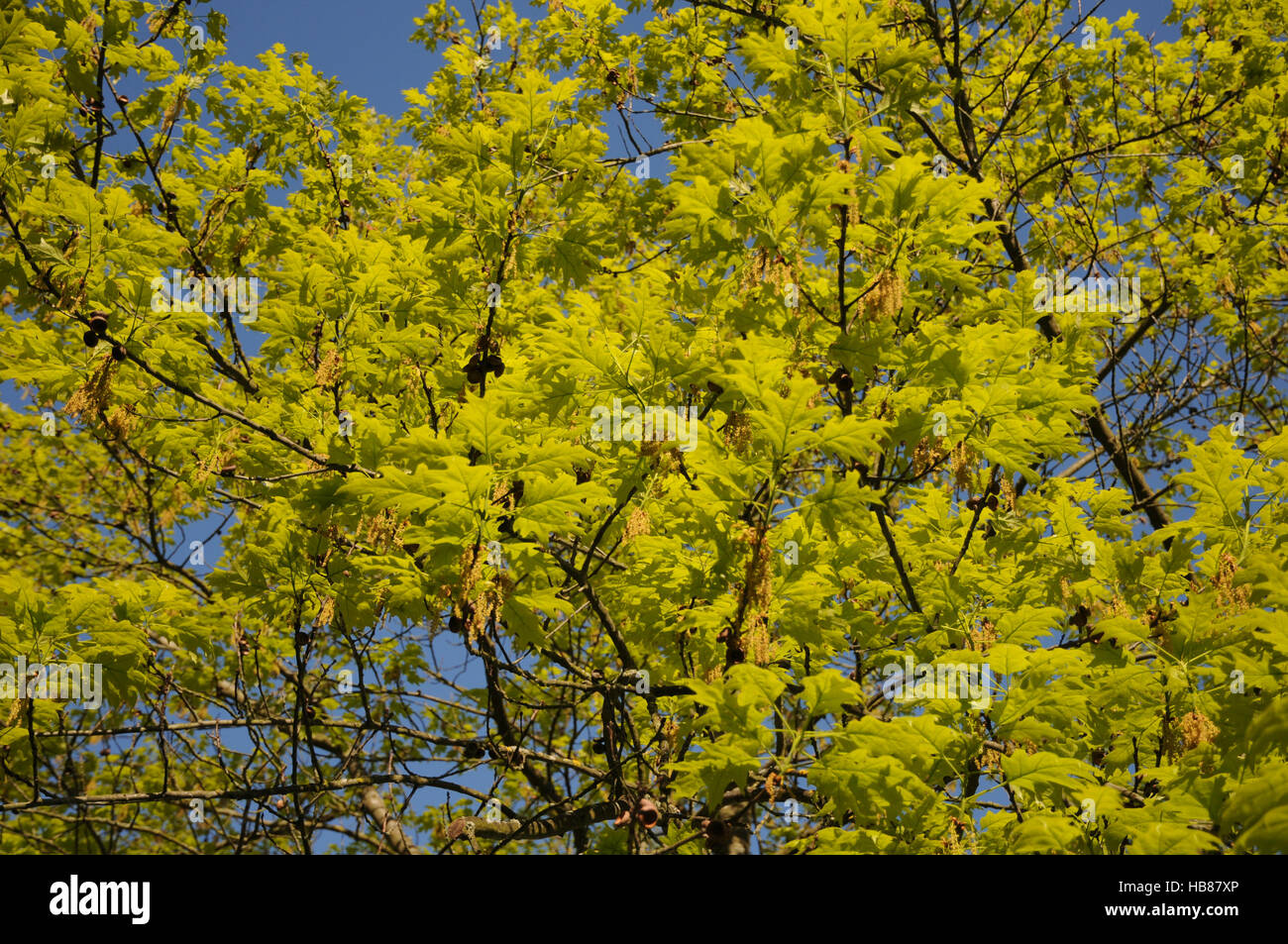 Quercus rubra, American red oak Stock Photo - Alamy