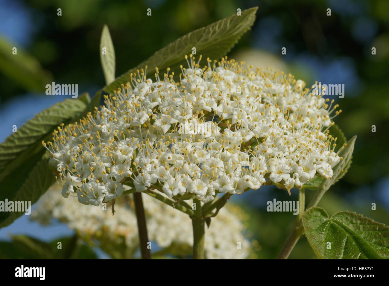 Viburnum lantana, Wayfaring tree Stock Photo - Alamy