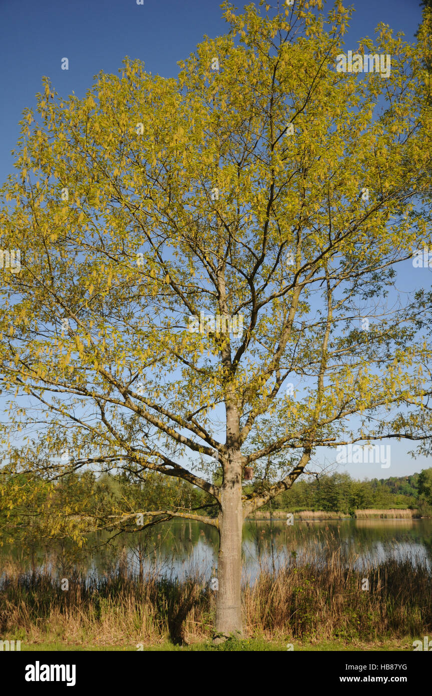 Quercus rubra, American red oak Stock Photo - Alamy