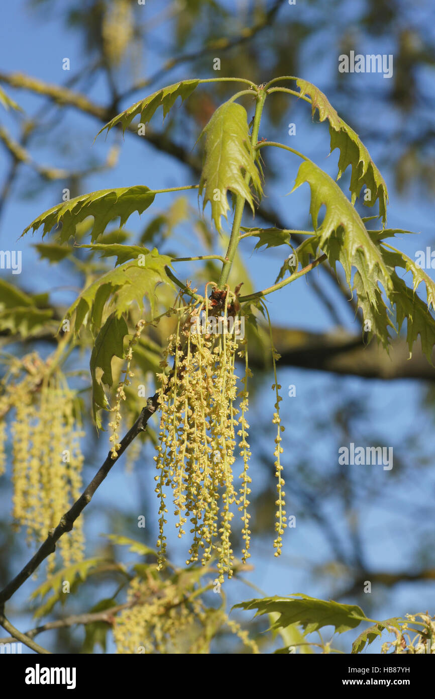 Quercus rubra, American red oak Stock Photo - Alamy