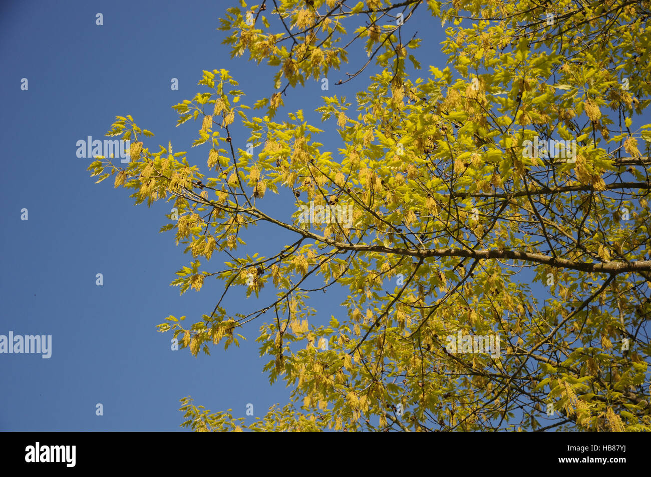 American red oak hi-res stock photography and images - Alamy