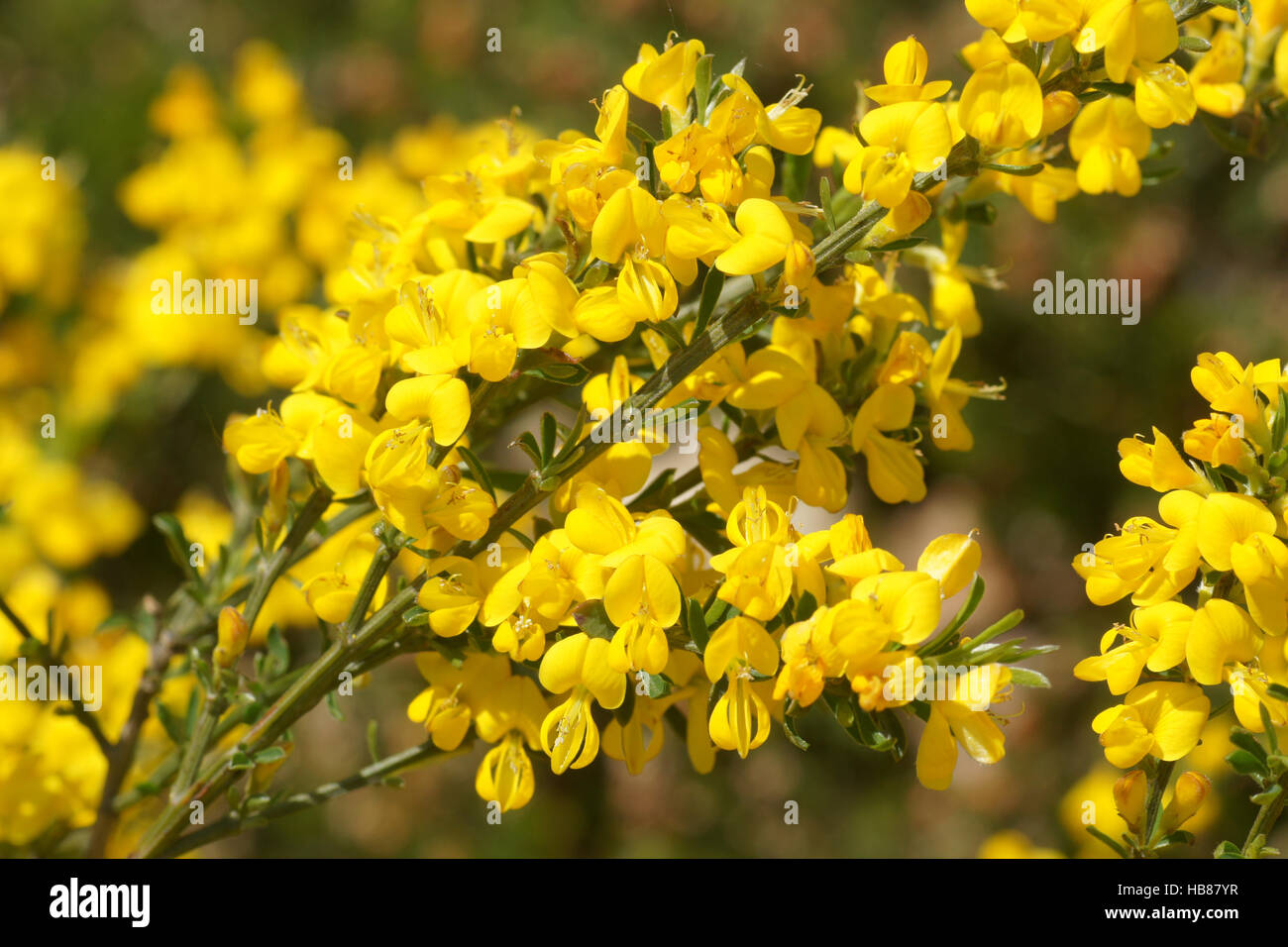 Genista pilosa, Hairy broom Stock Photo - Alamy