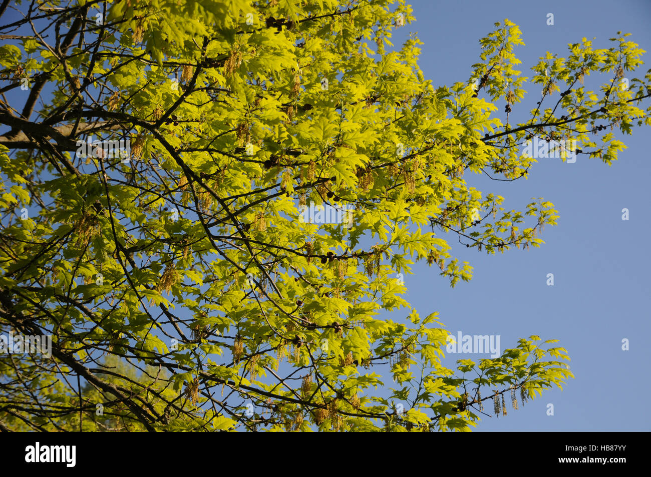 American red oak leaf hi-res stock photography and images - Alamy