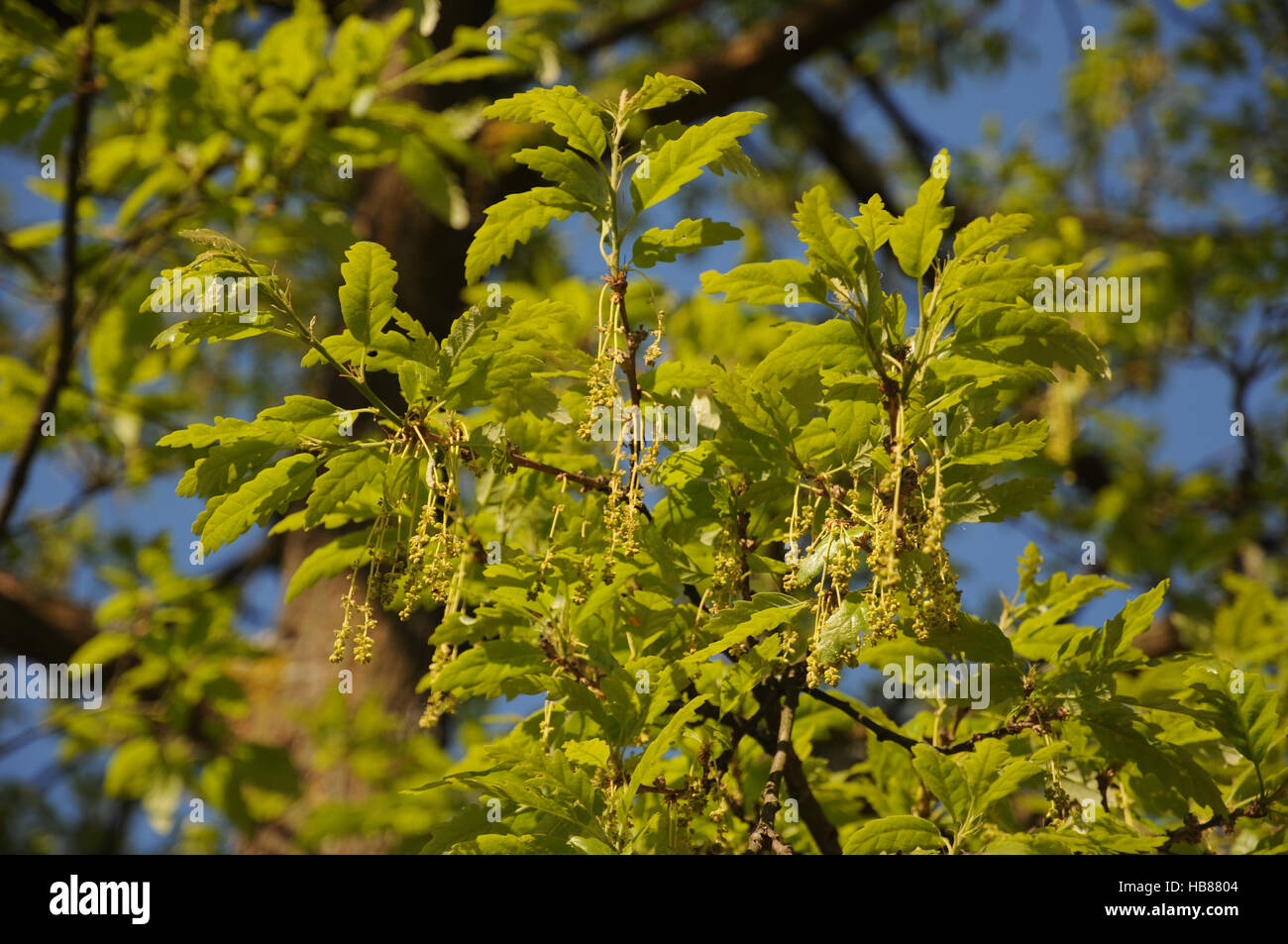 Quercus cerris, Turkey oak Stock Photo - Alamy