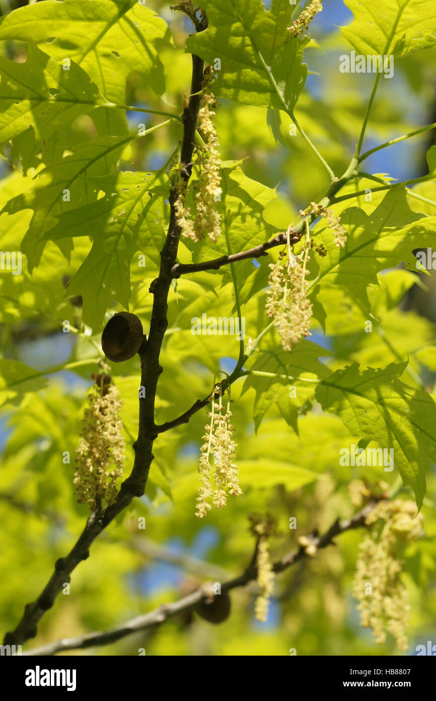 Quercus rubra, American red oak Stock Photo - Alamy