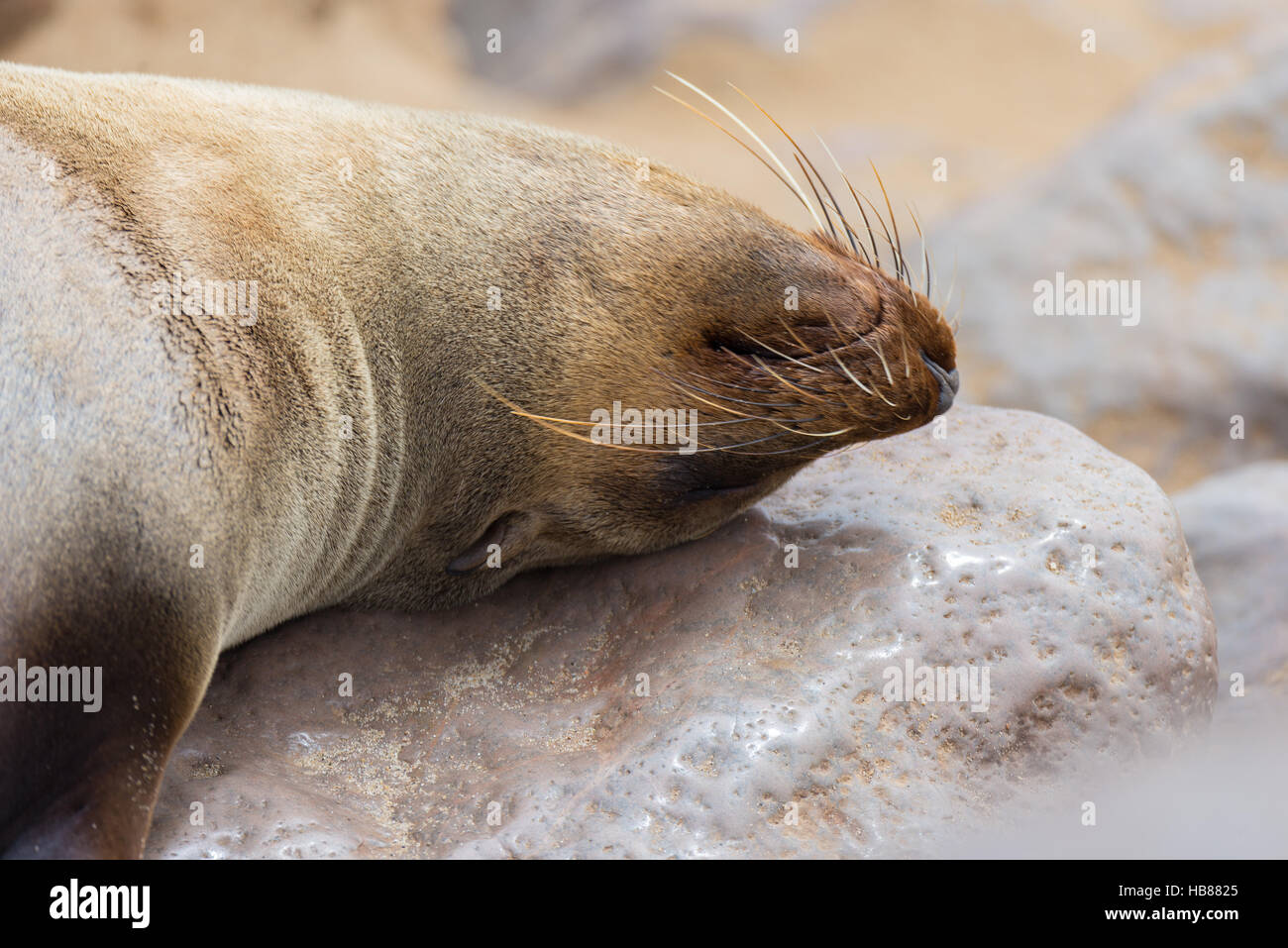 The seal colony at Cape Cross, on the atlantic coast of Namibia, Africa ...