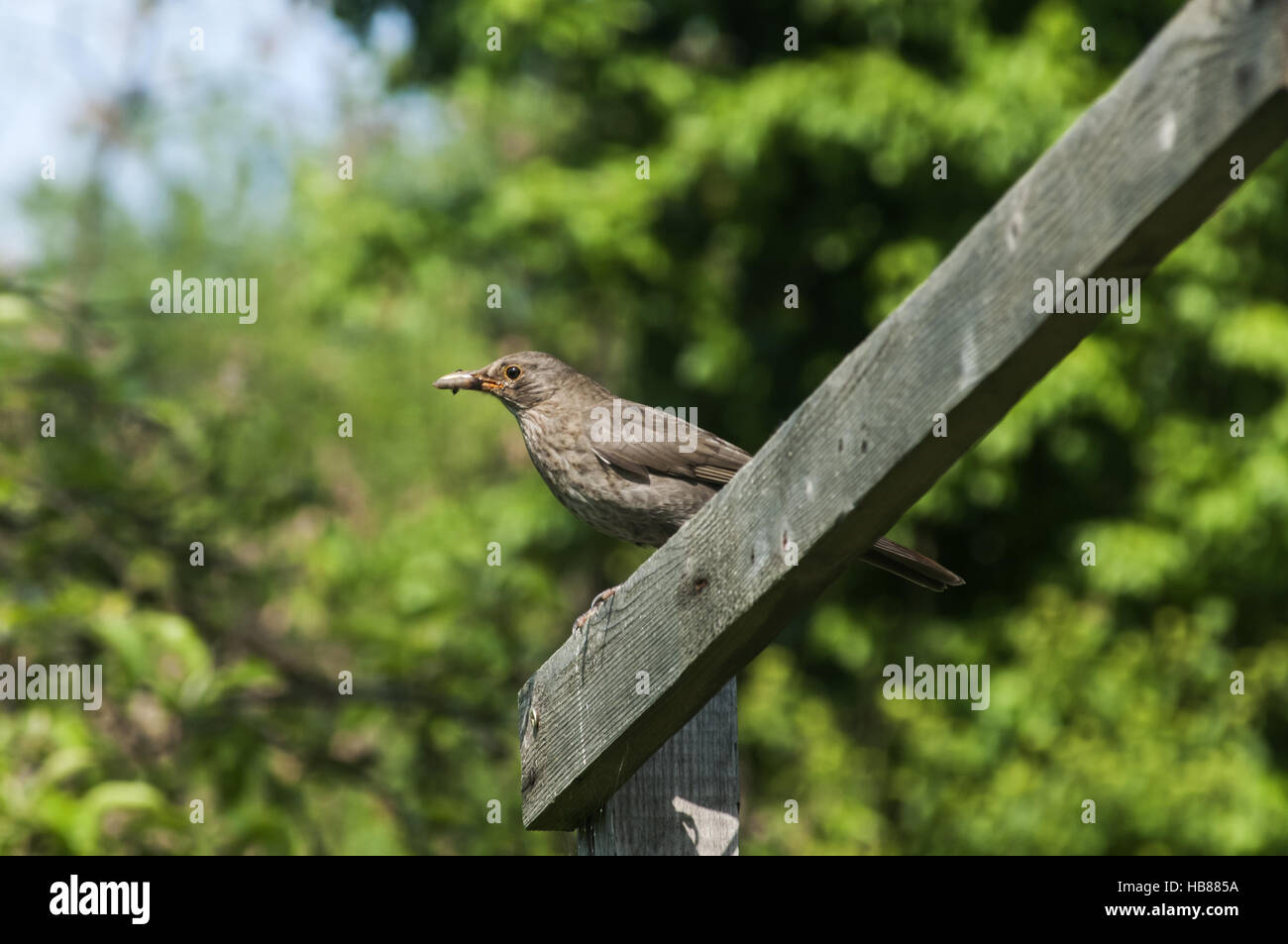 Song thrush with worm hi-res stock photography and images - Alamy