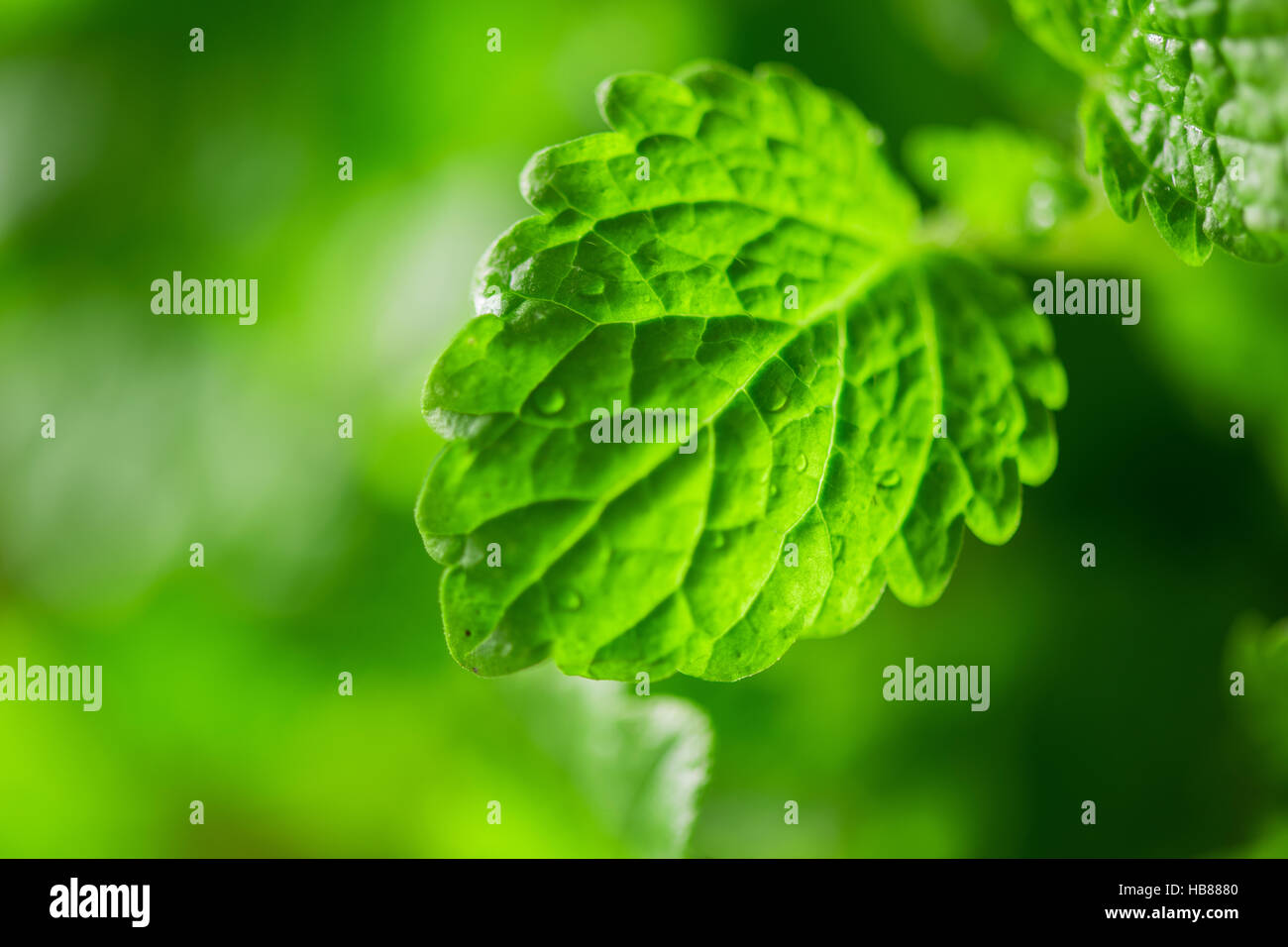 Green fresh melissa Stock Photo - Alamy