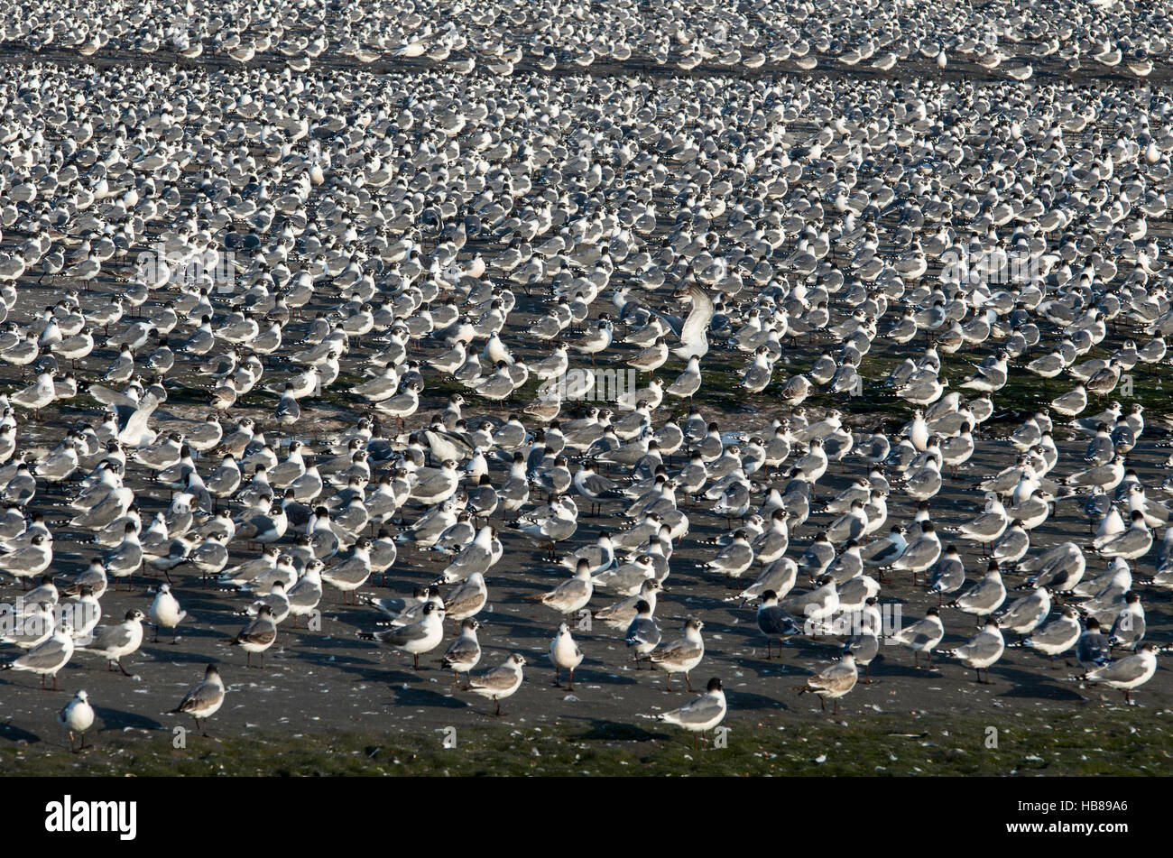 Flock of birds in La Punta, El Callao, Peru Stock Photo - Alamy