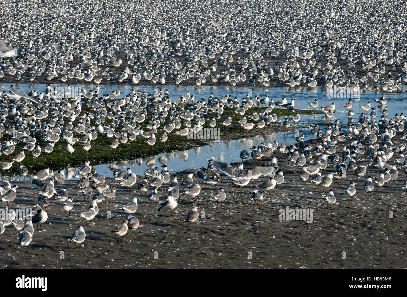 Flock of birds in La Punta, El Callao, Peru Stock Photo - Alamy
