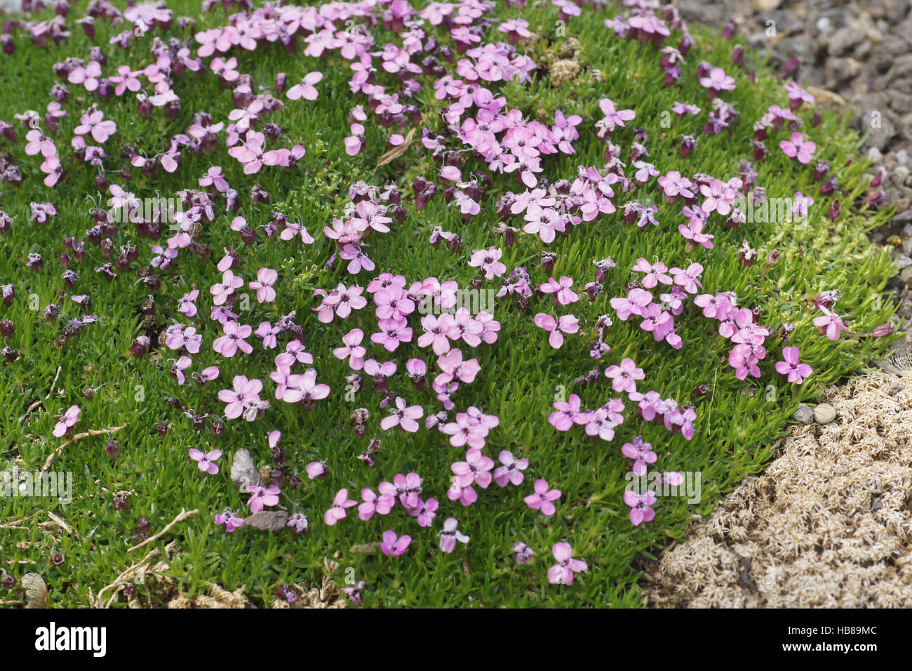 Silene acaulis, Moss campion Stock Photo - Alamy