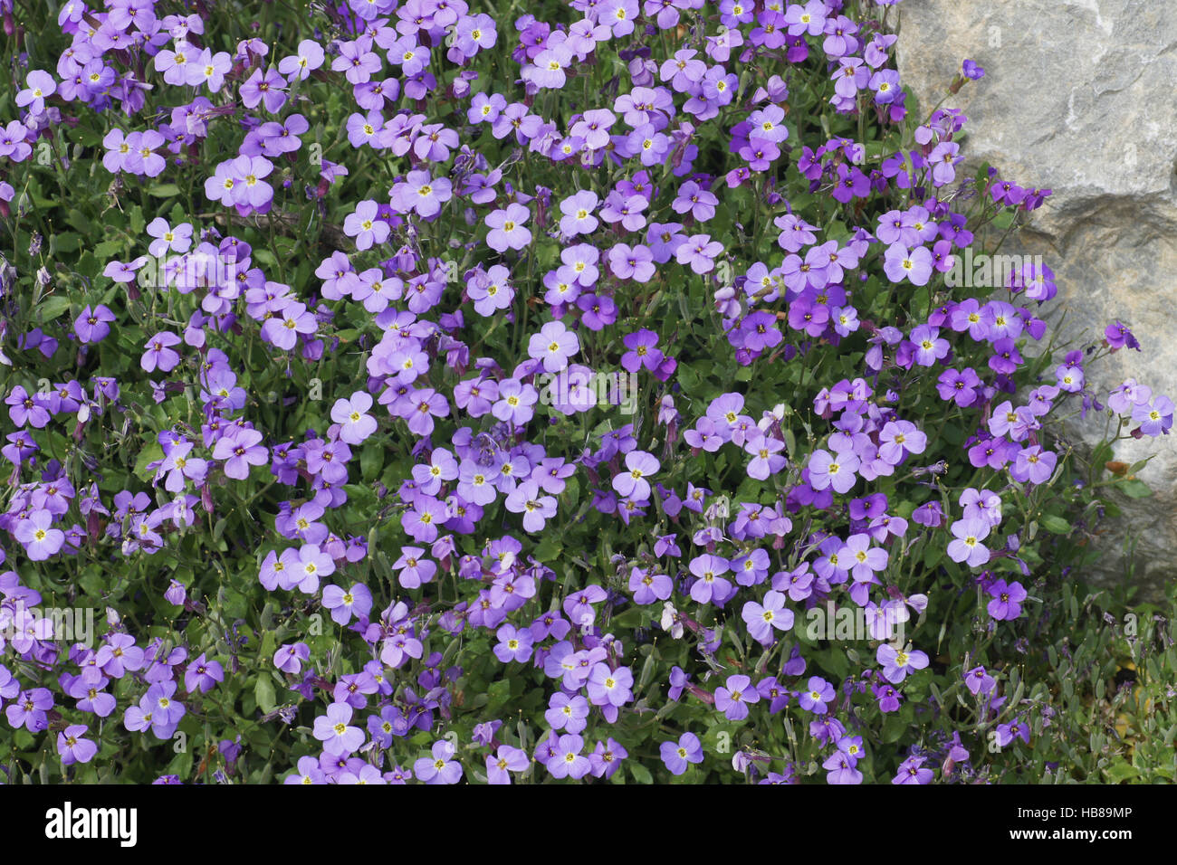 Pinardi hi-res stock photography and images - Alamy