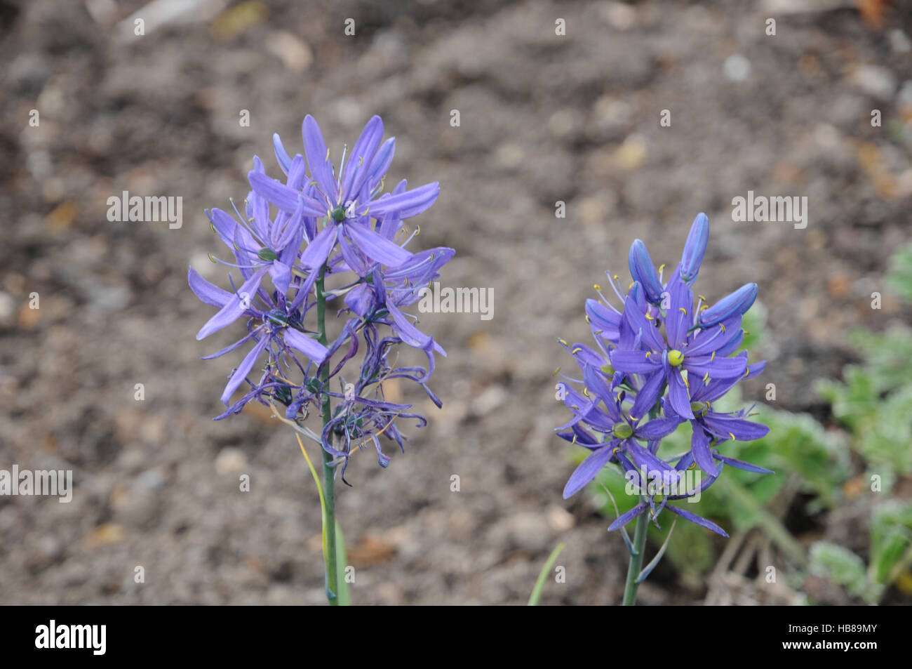 Camassia quamash, Common camas Stock Photo - Alamy