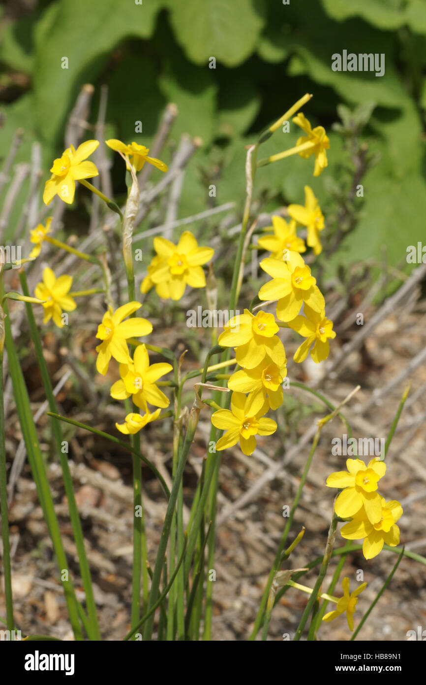 Jonquil Bulb High Resolution Stock Photography and Images - Alamy