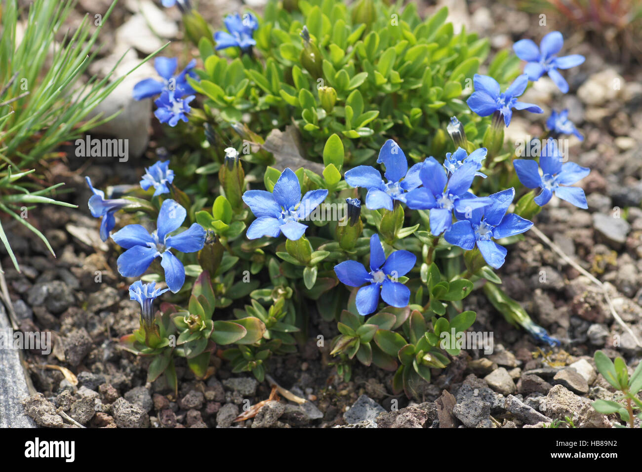 Gentiana verna, Spring gentian Stock Photo - Alamy