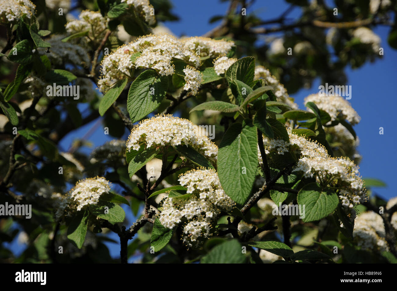Viburnum lantana, Wayfaring tree Stock Photo - Alamy