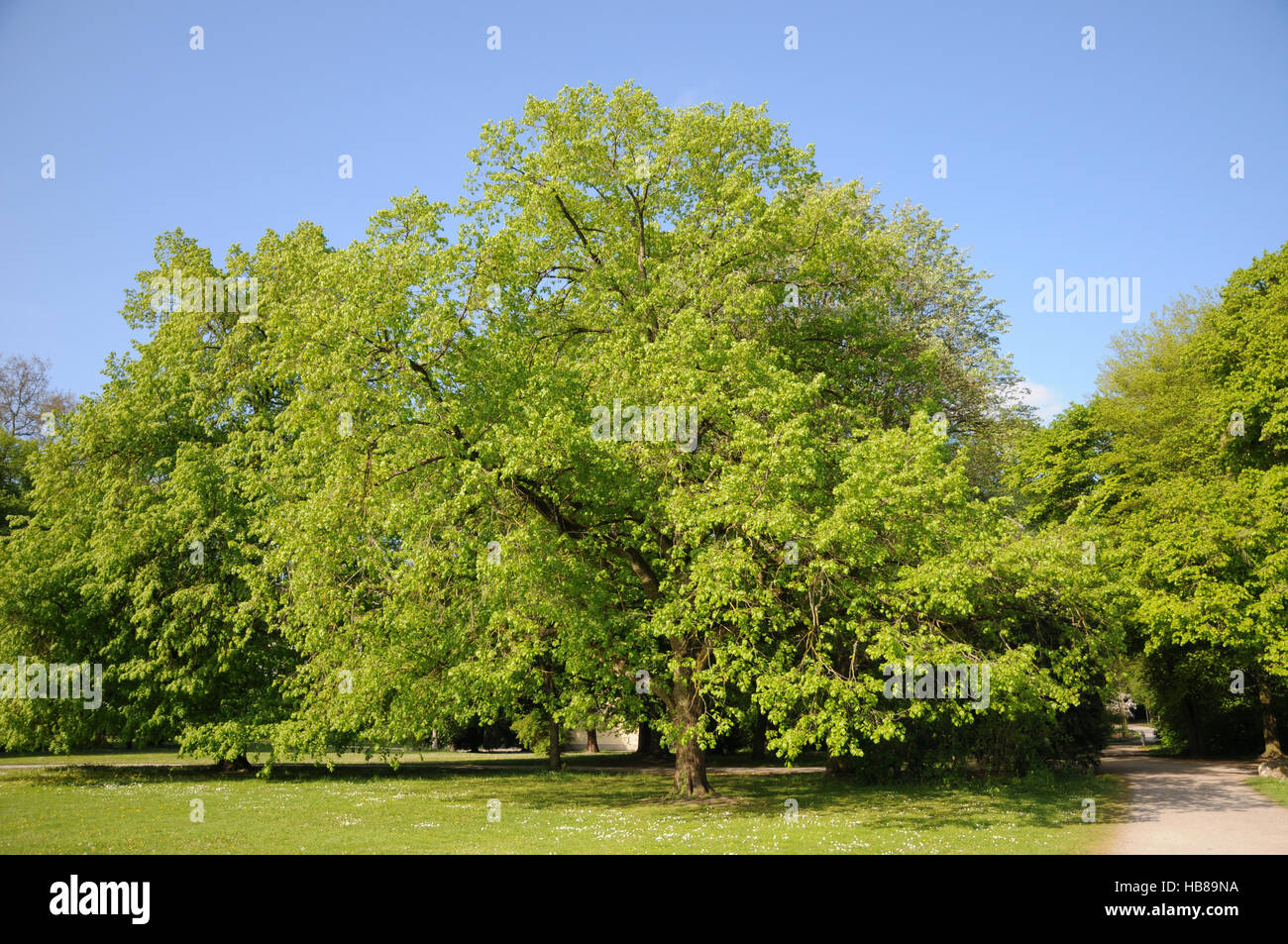Tilia x europaea, Common lime Stock Photo - Alamy