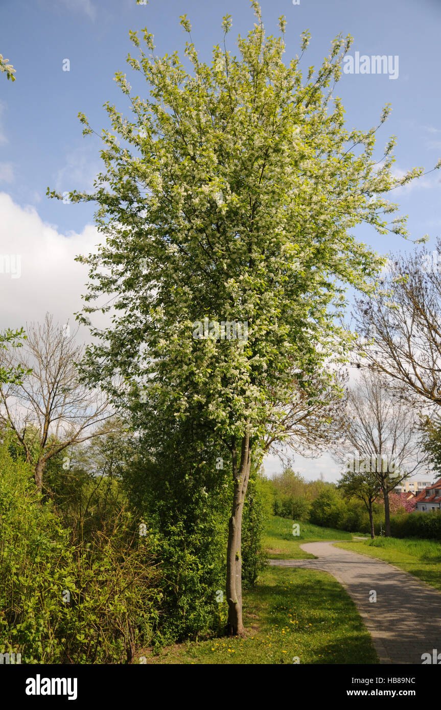 Prunus padus, Bird cherry Stock Photo - Alamy
