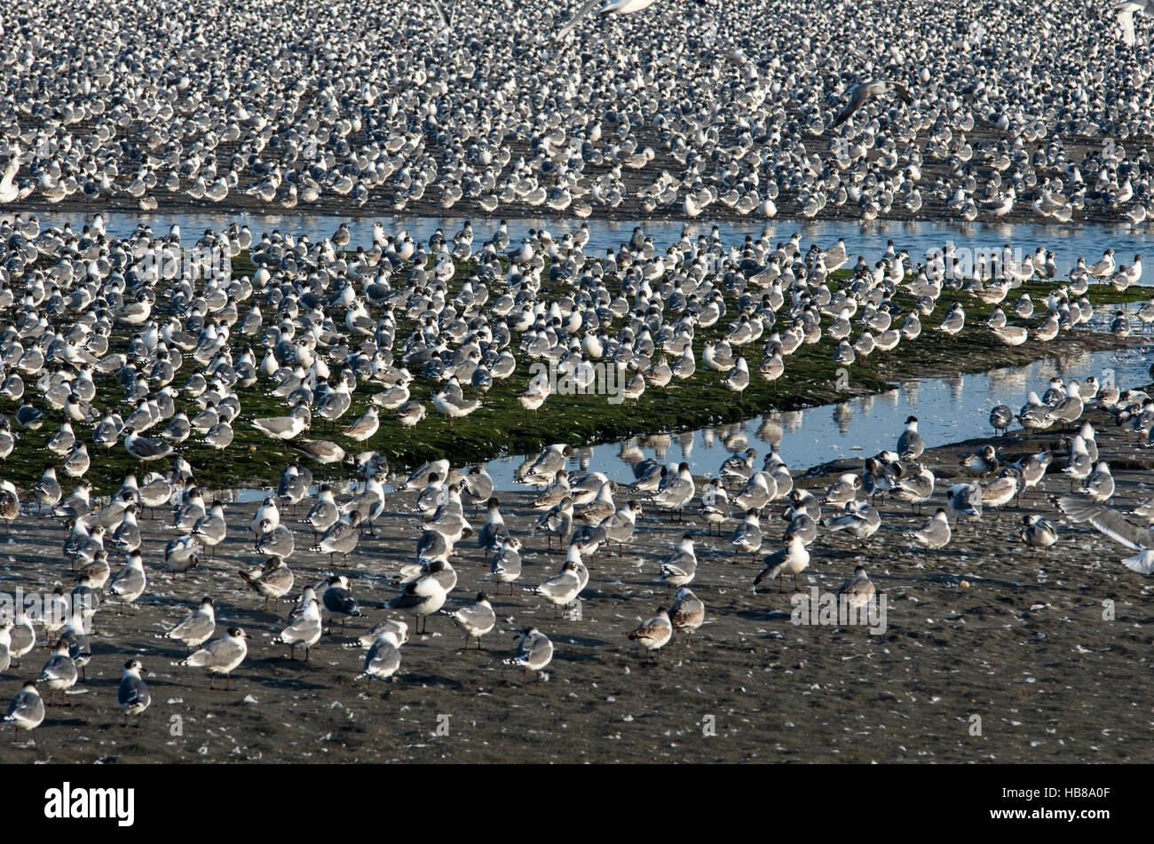 Flock of birds in La Punta, El Callao, Peru Stock Photo - Alamy