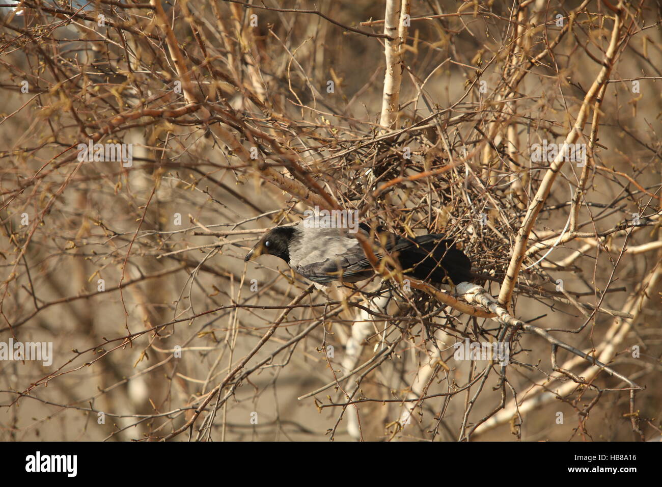 Raven nest hi-res stock photography and images - Alamy
