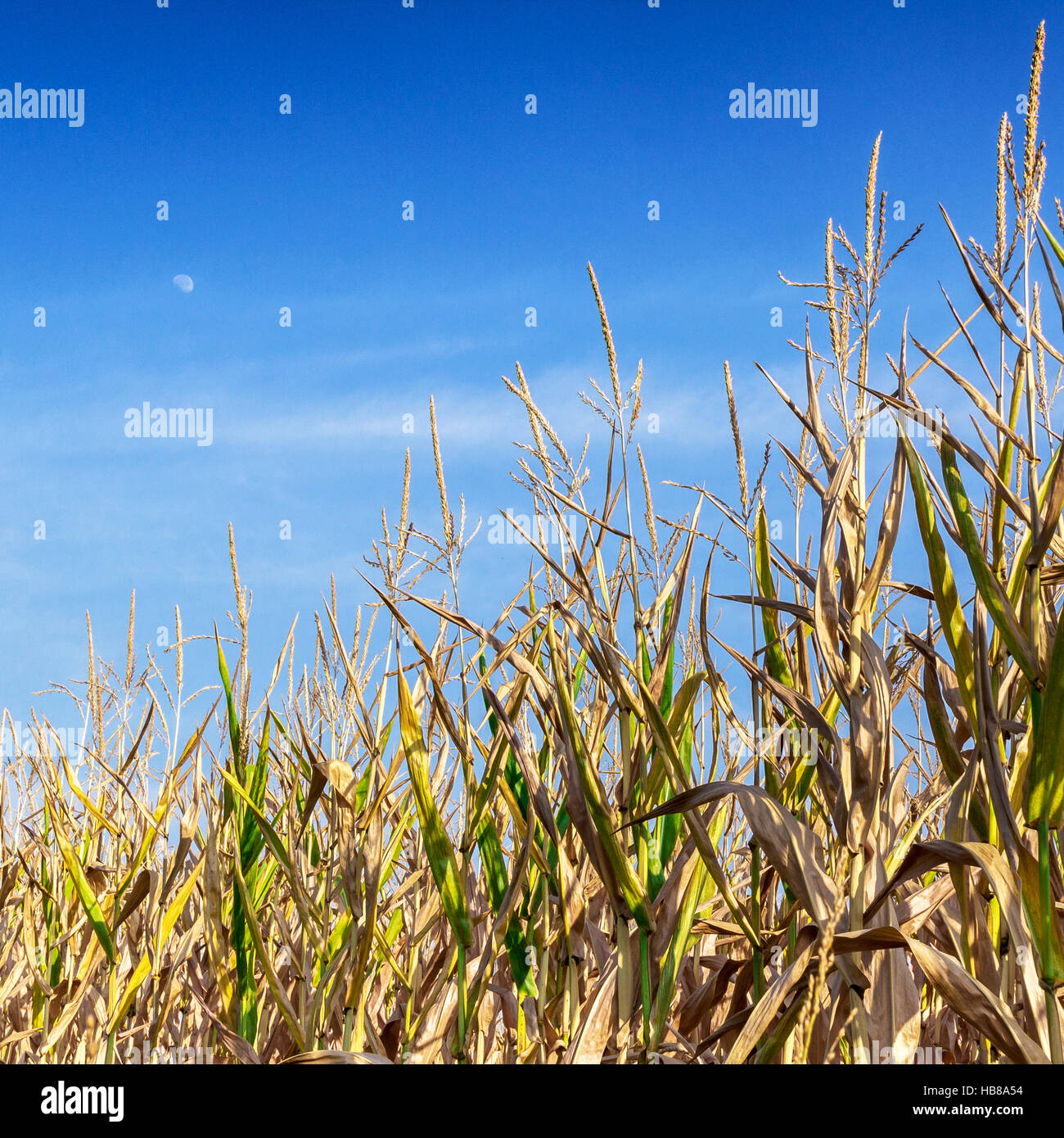Corn over sky hi-res stock photography and images - Alamy
