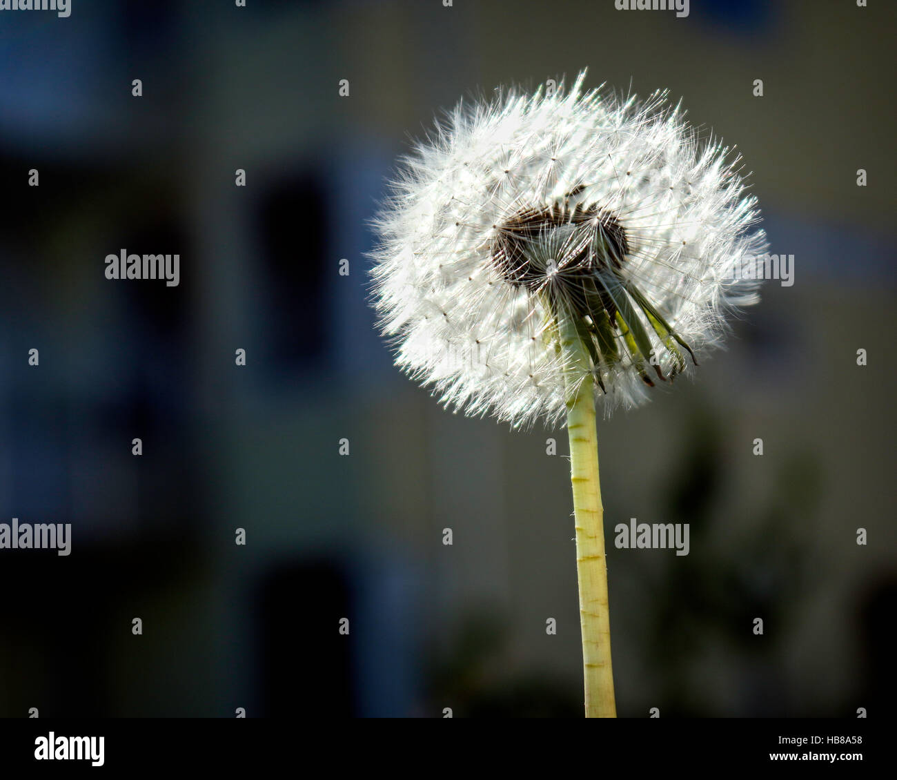 Illuminated seed head hi-res stock photography and images - Alamy