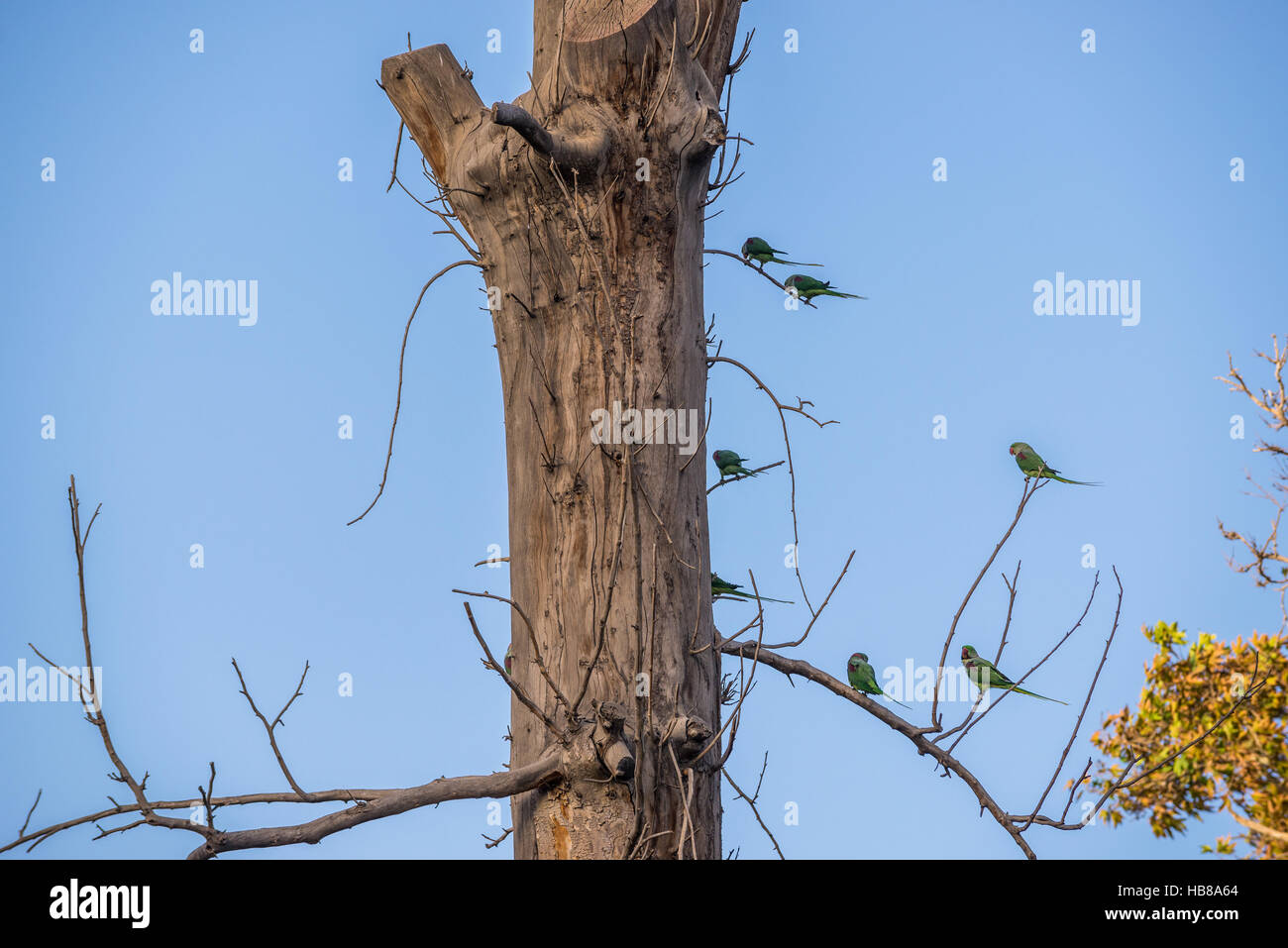 Parrots on the tree in Golestan Palace area in Tehran, capital of Iran ...