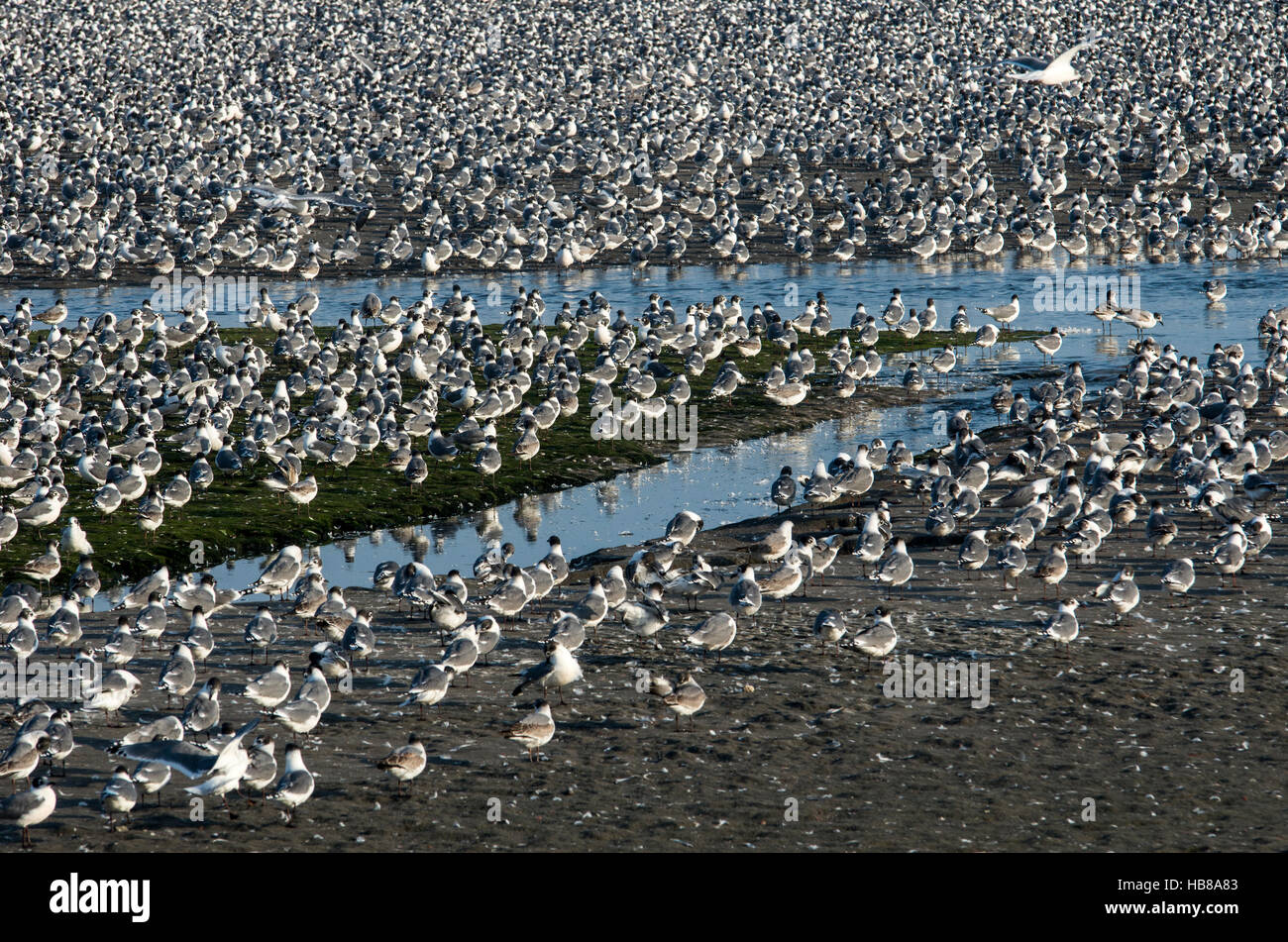 Flock of birds in La Punta, El Callao, Peru Stock Photo - Alamy