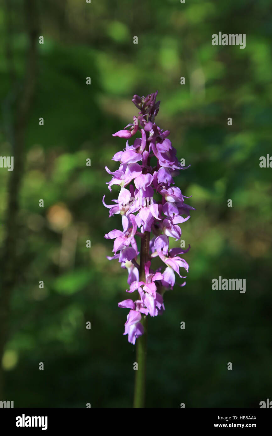 Mascula hi-res stock photography and images - Alamy