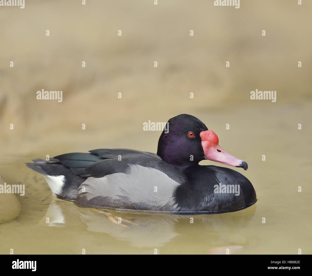 Red billed duck hi-res stock photography and images - Alamy