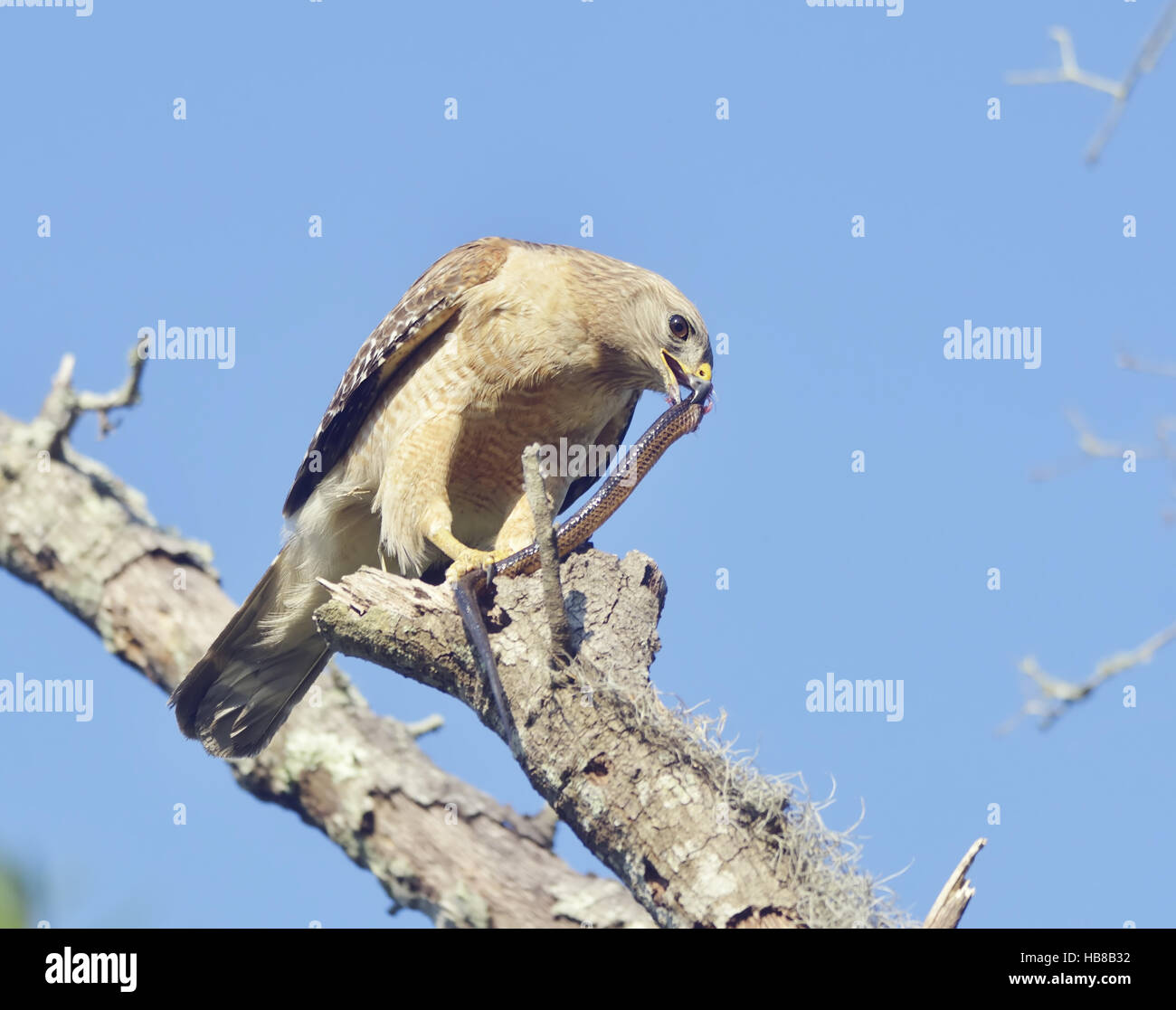 Red Shouldered Hawk Stock Photo - Alamy