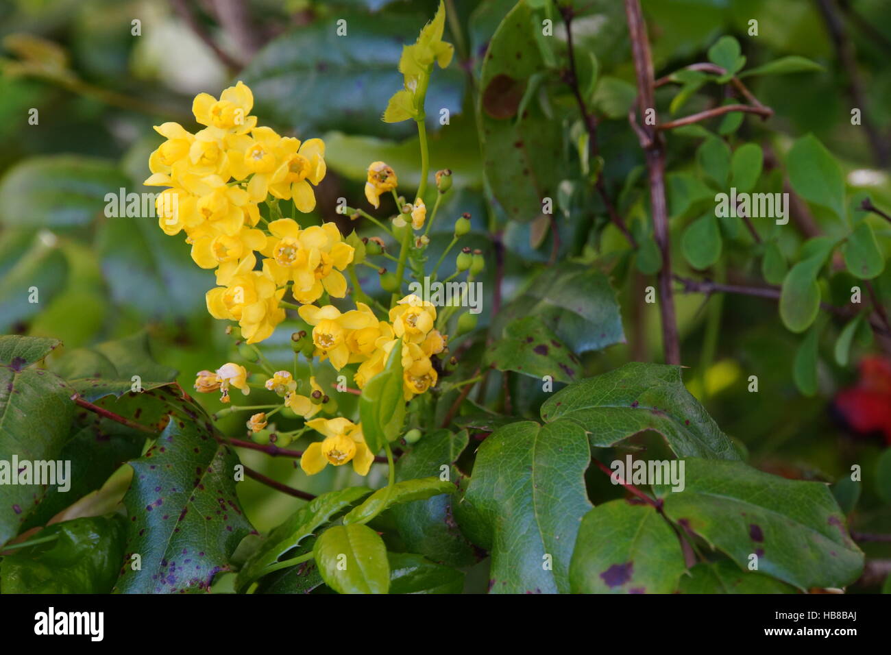 Blue barberry hi-res stock photography and images - Alamy