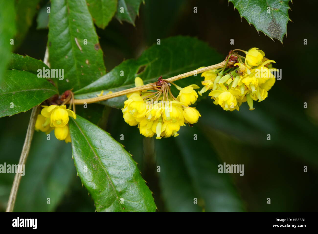 Blue barberry hi-res stock photography and images - Alamy